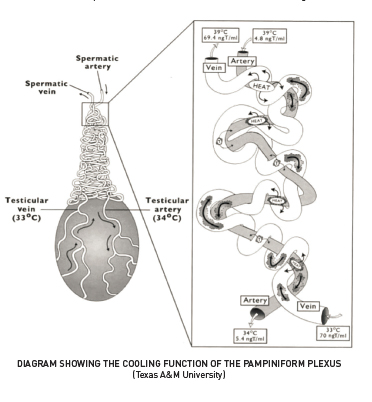 Sheep Reproductive System Male Reproductive Systems In Agricultural