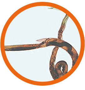 Zoetis