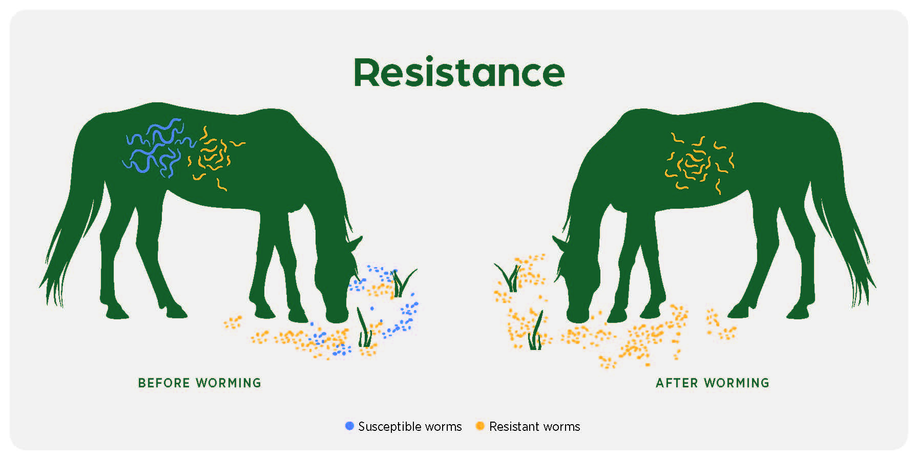 Cyathostomes In Horses
